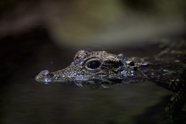 Cocodrilo de Agua Salada: El Mayor de Todos los Reptiles